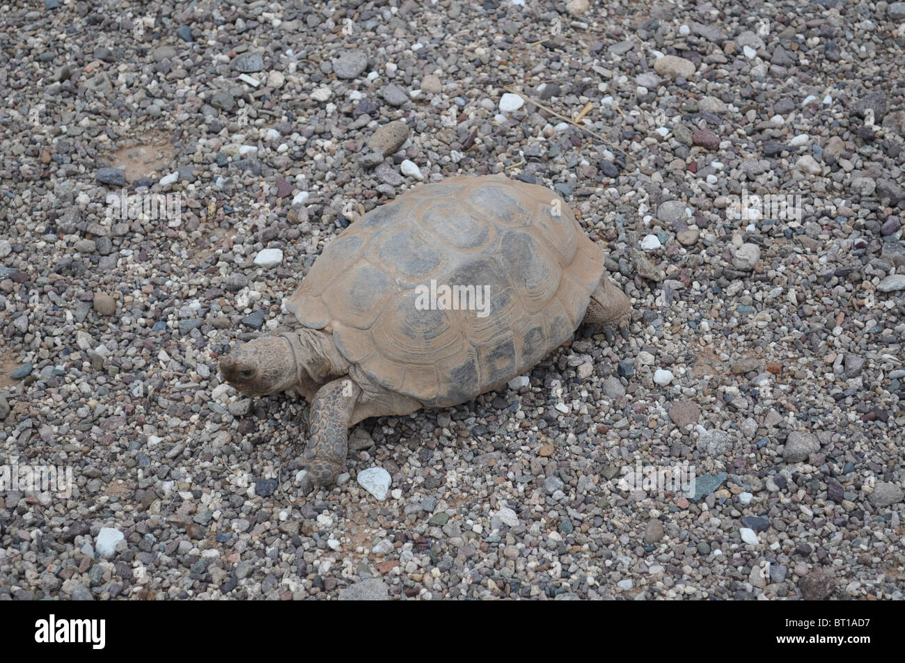 Sunbathing Turtle in Arizona Stock Photo - Alamy