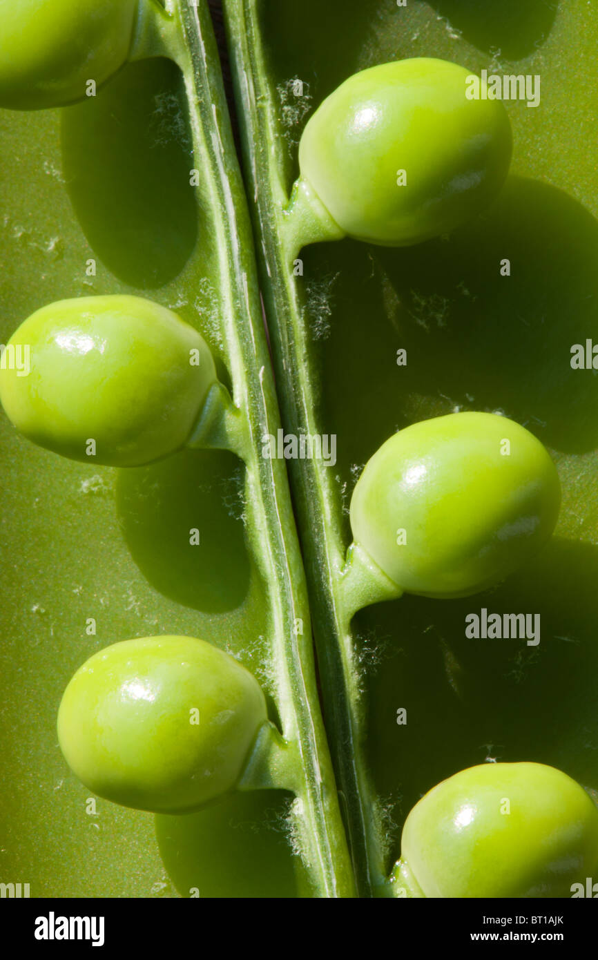 Peas in a pod Stock Photo - Alamy