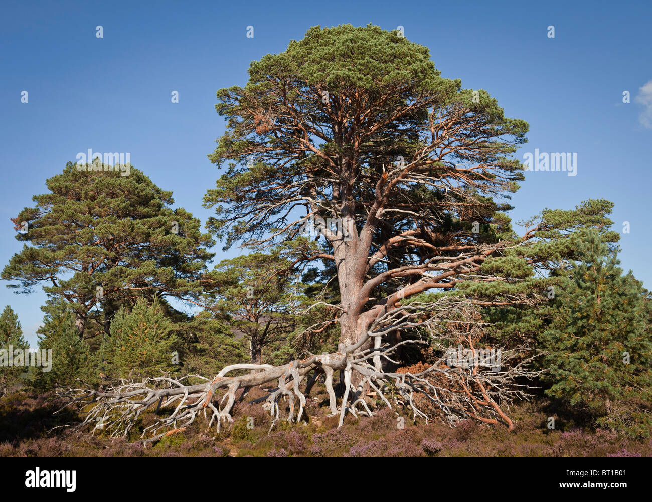 Scots pine tree hi-res stock photography and images - Alamy