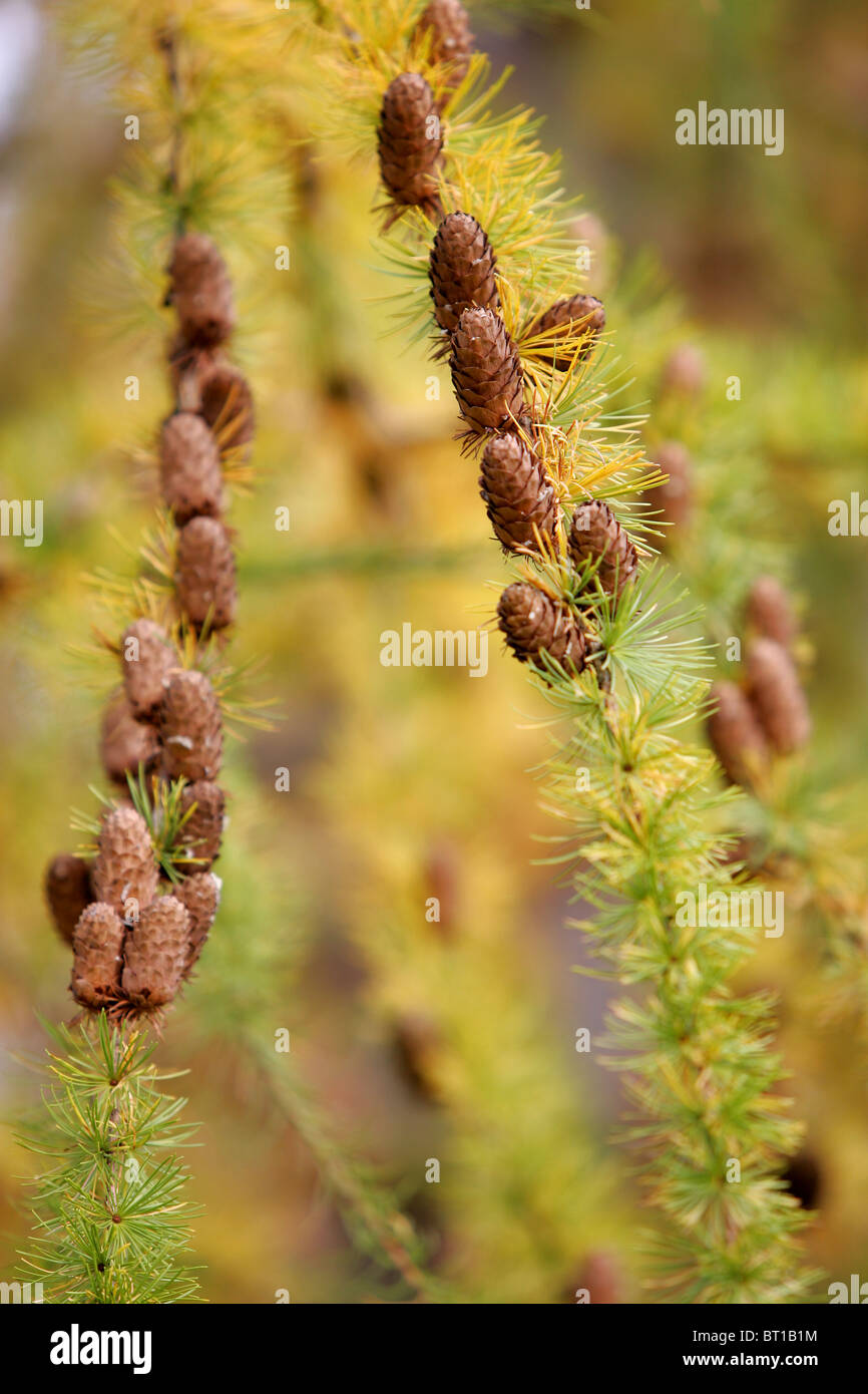 Larch cones on branch Stock Photo - Alamy