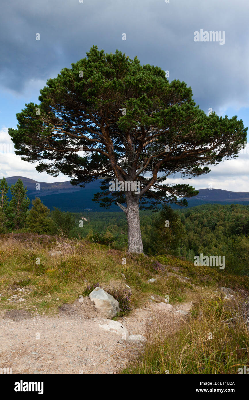Scots pine trees scotland hi-res stock photography and images - Alamy