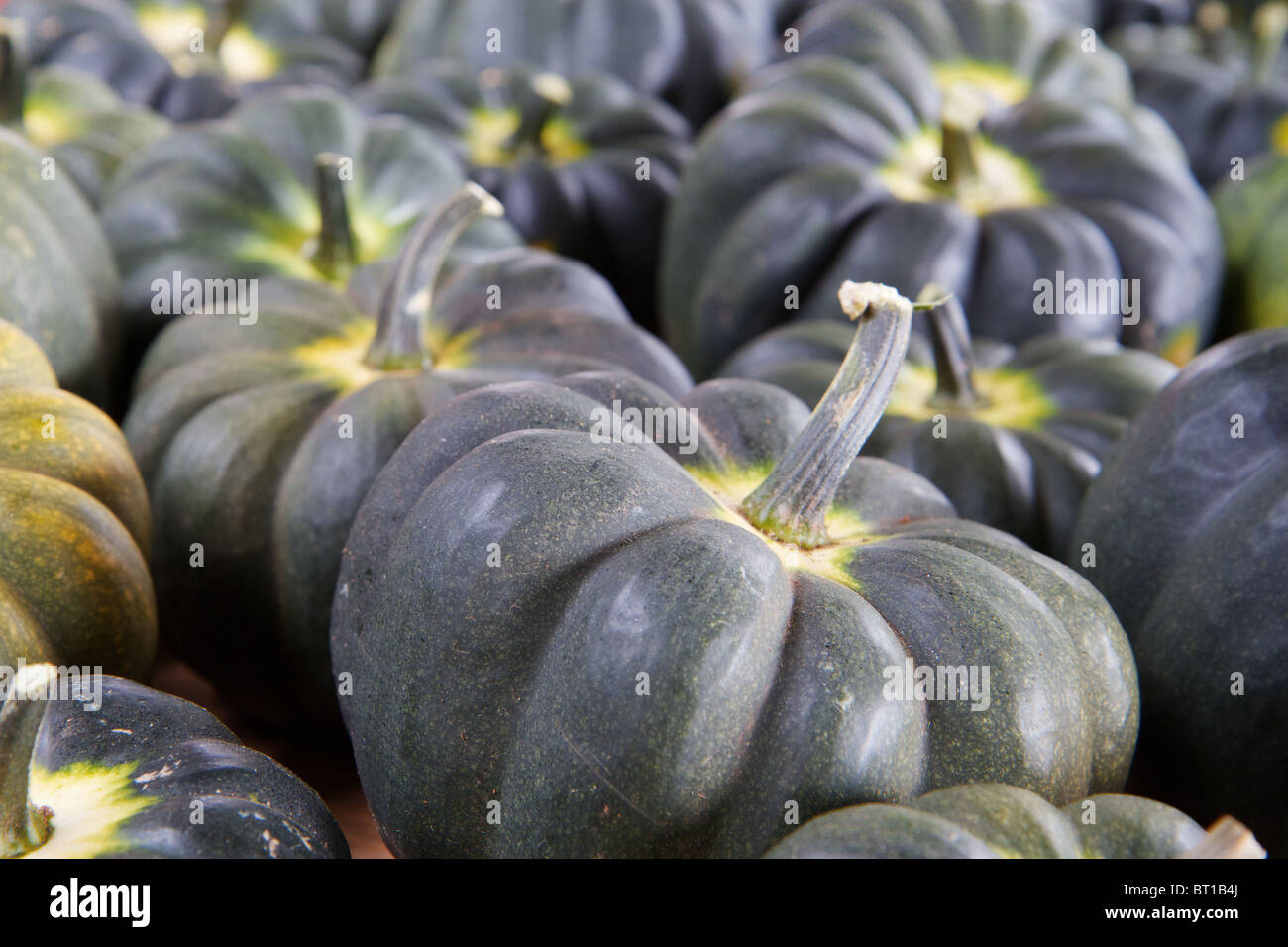 Blue Green Squash with soft focus background Stock Photo - Alamy