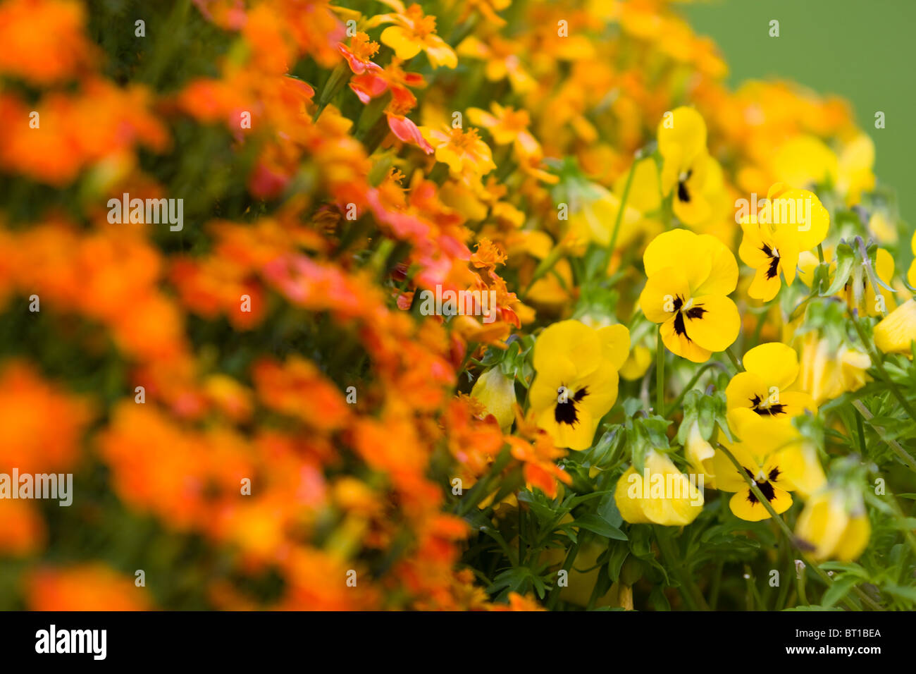 Colorful flower bed, shallow depth of field Stock Photo - Alamy