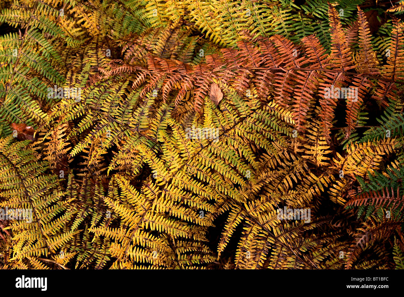 Bracken in autumnal colours Stock Photo - Alamy