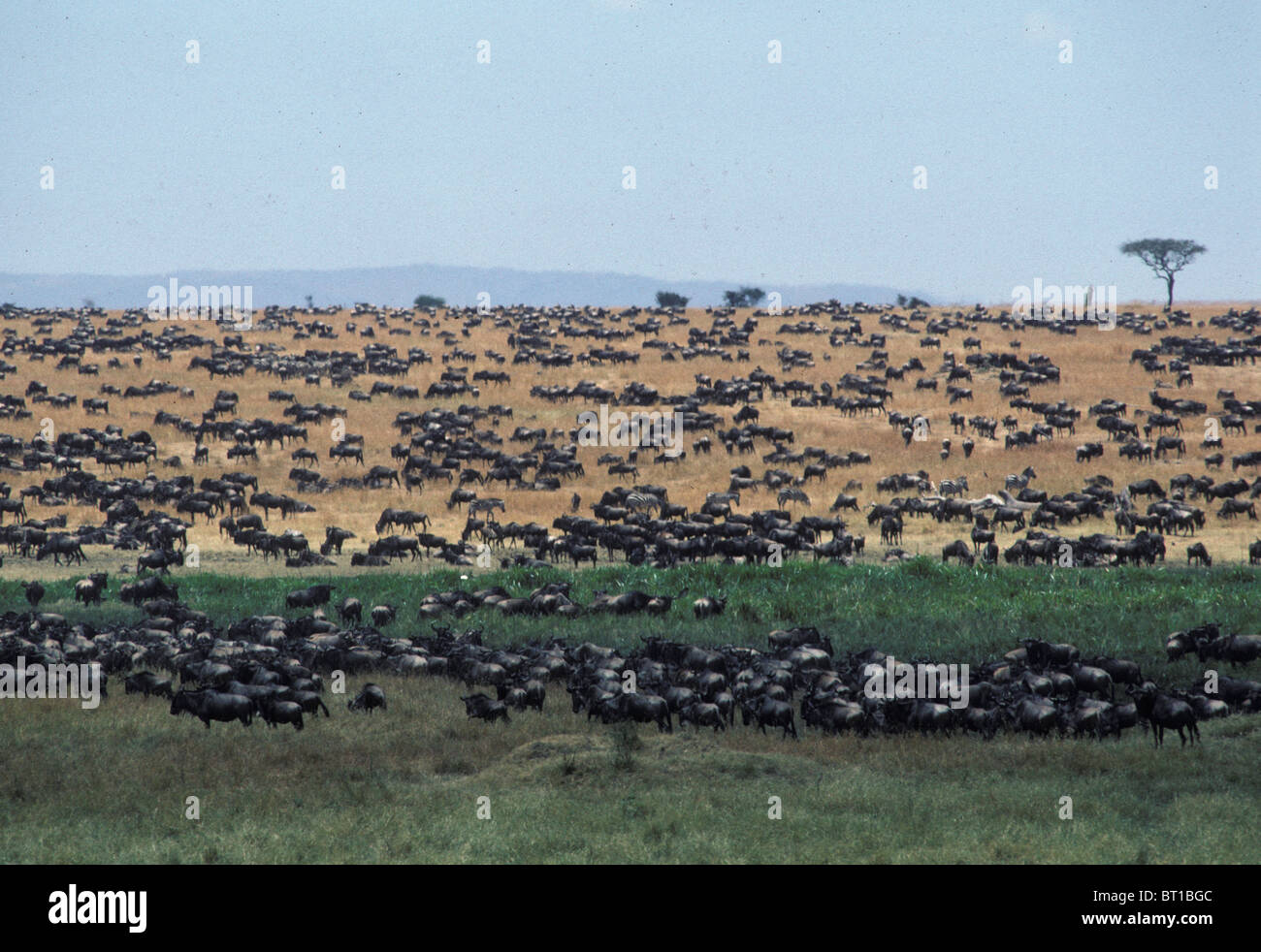 Serengeti Migration And Aerial View High Resolution Stock Photography ...