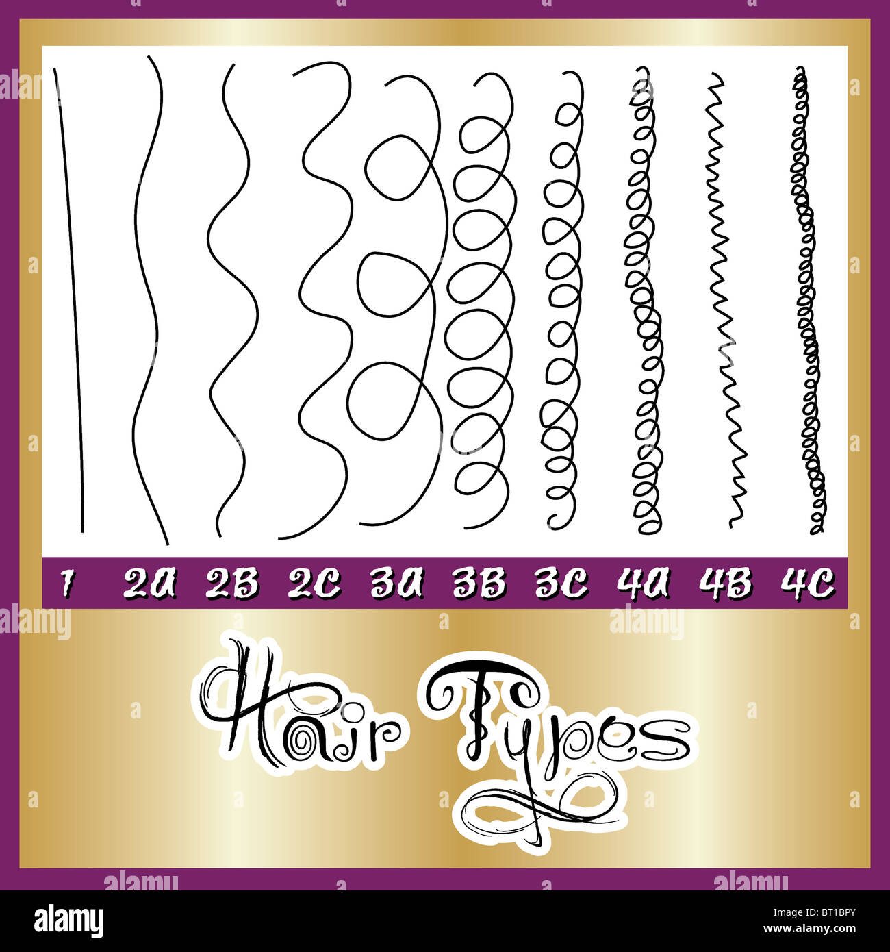 Vector Illustration of a Hair Types chart displaying all types and ...