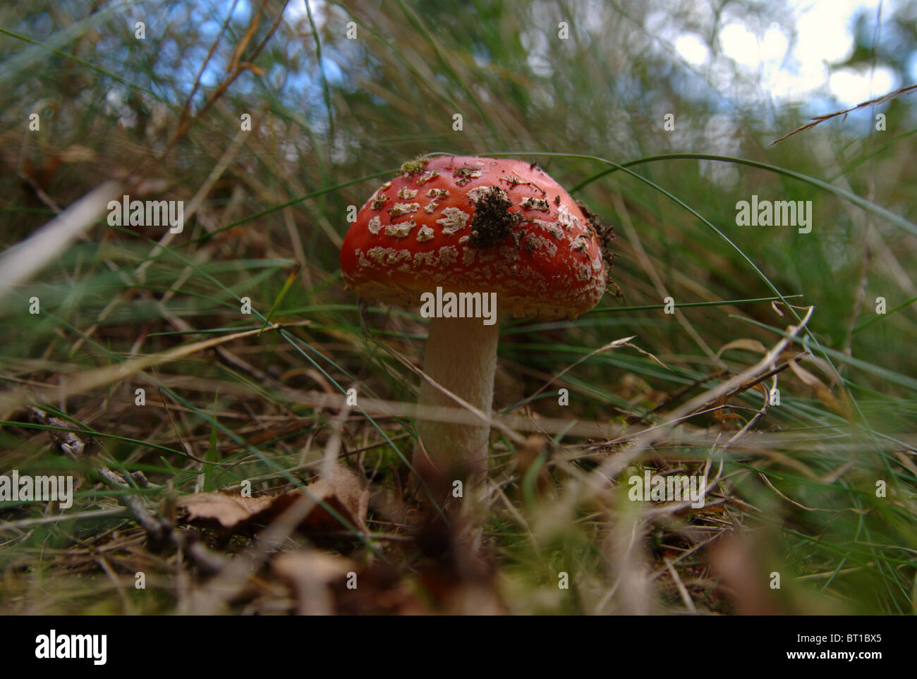 Muchomor hi-res stock photography and images - Alamy