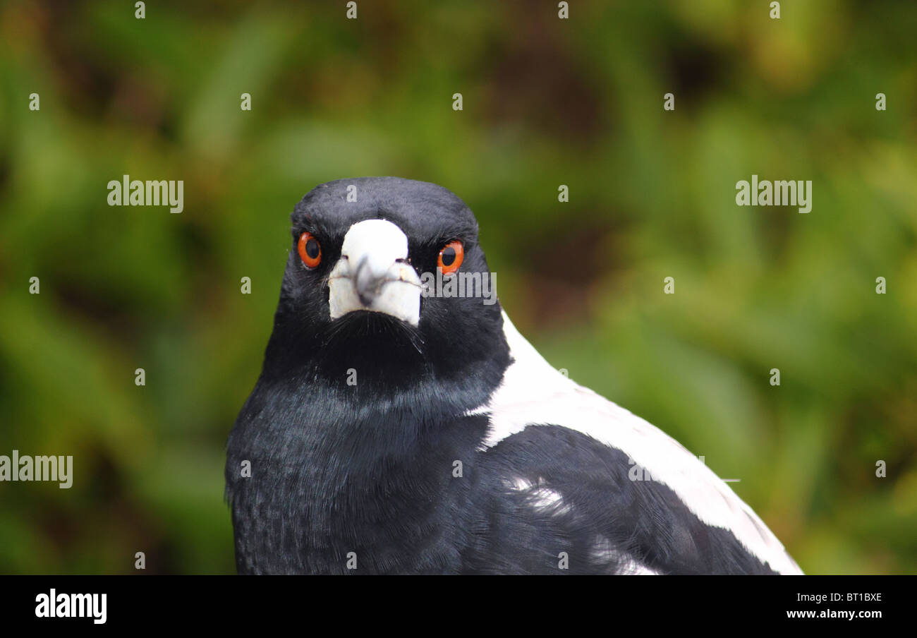 Australian magpie swooping hi-res stock photography and images - Alamy