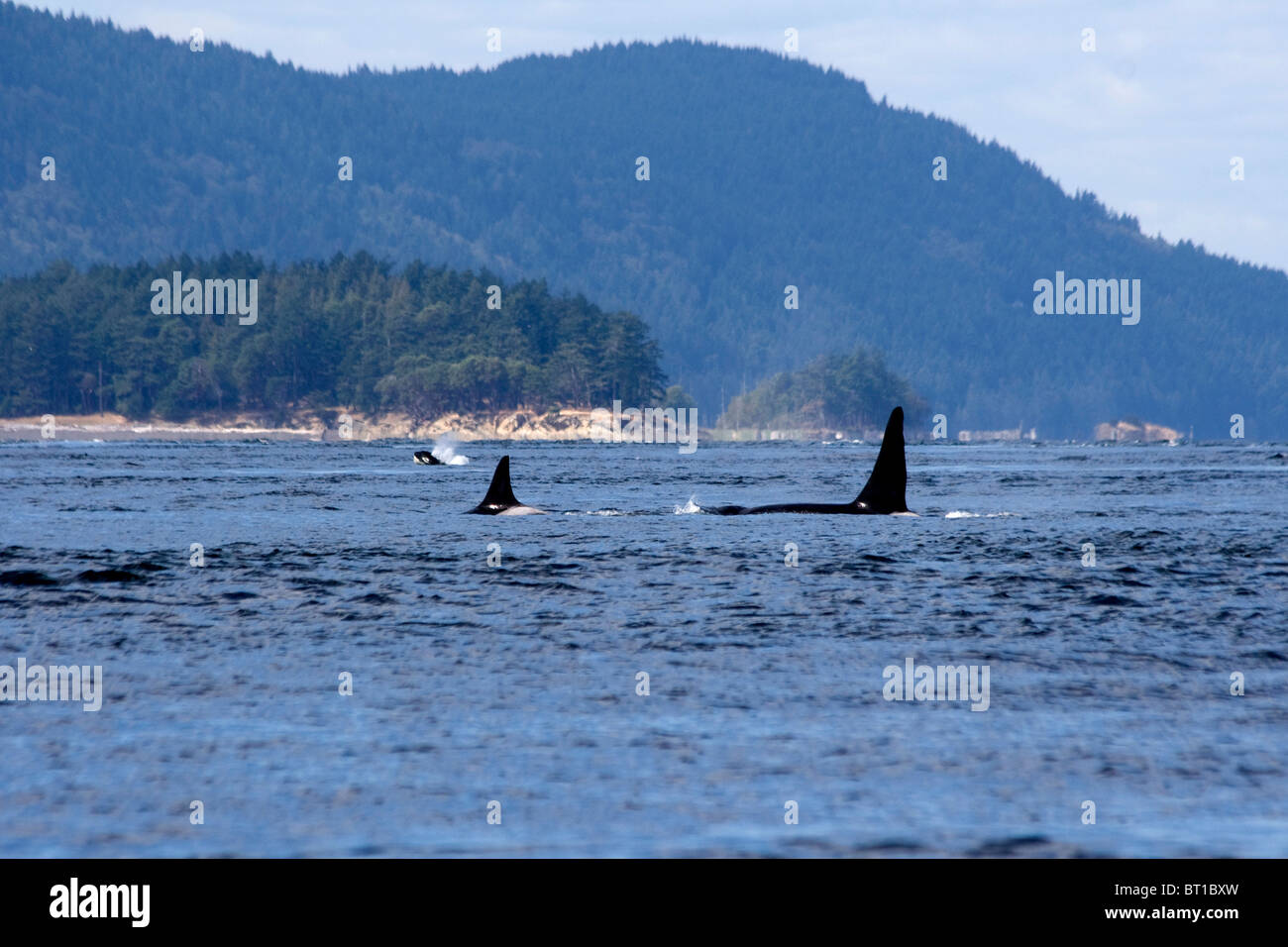 Orcas off Vancouver Island Canada Stock Photo - Alamy
