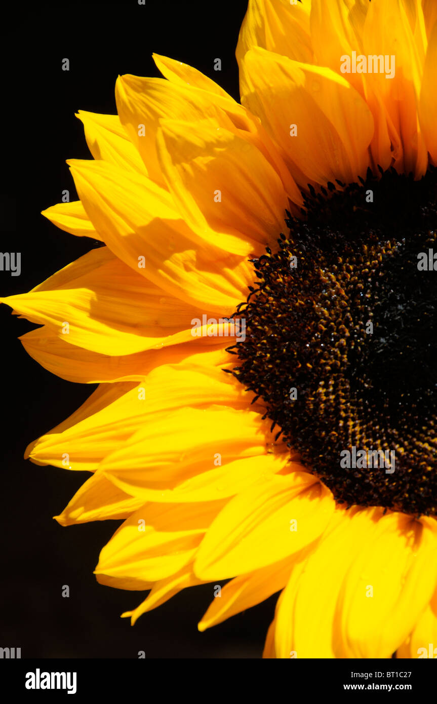 Partial View of Sunflower Stock Photo - Alamy