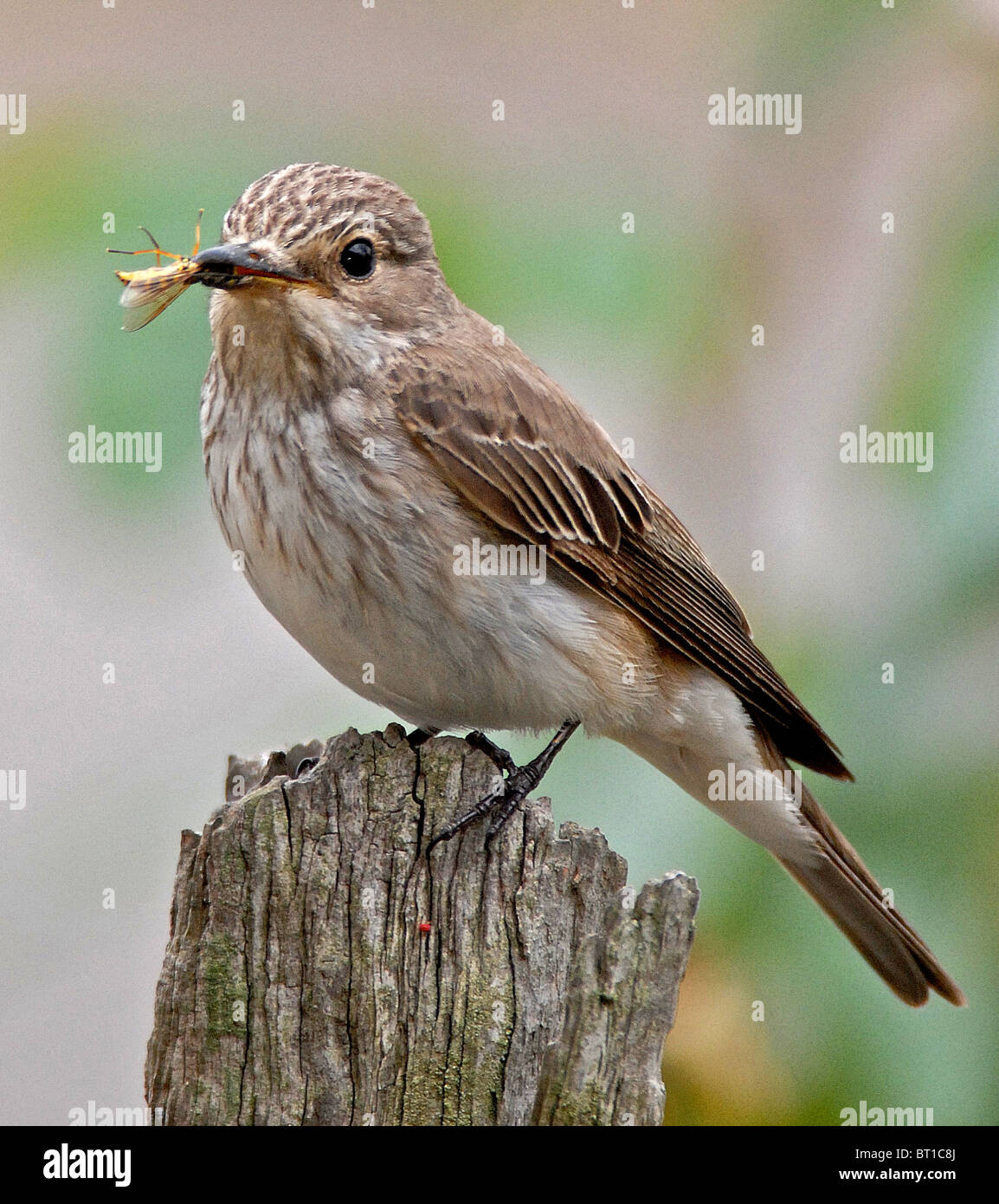 Dramatic population decline hi-res stock photography and images - Alamy