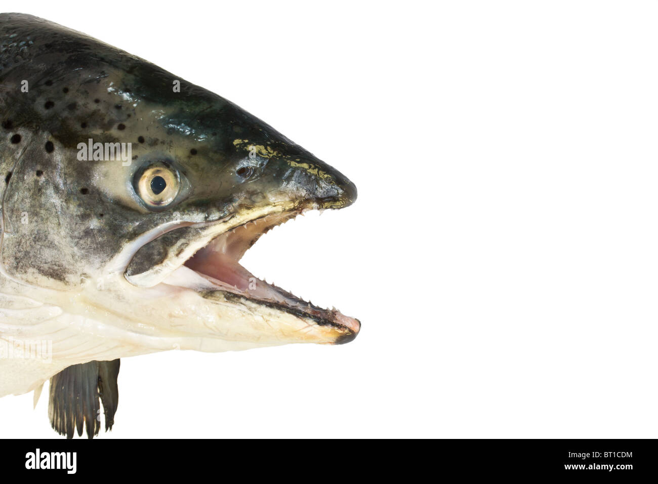 Fresh pink salmon head hi-res stock photography and images - Alamy