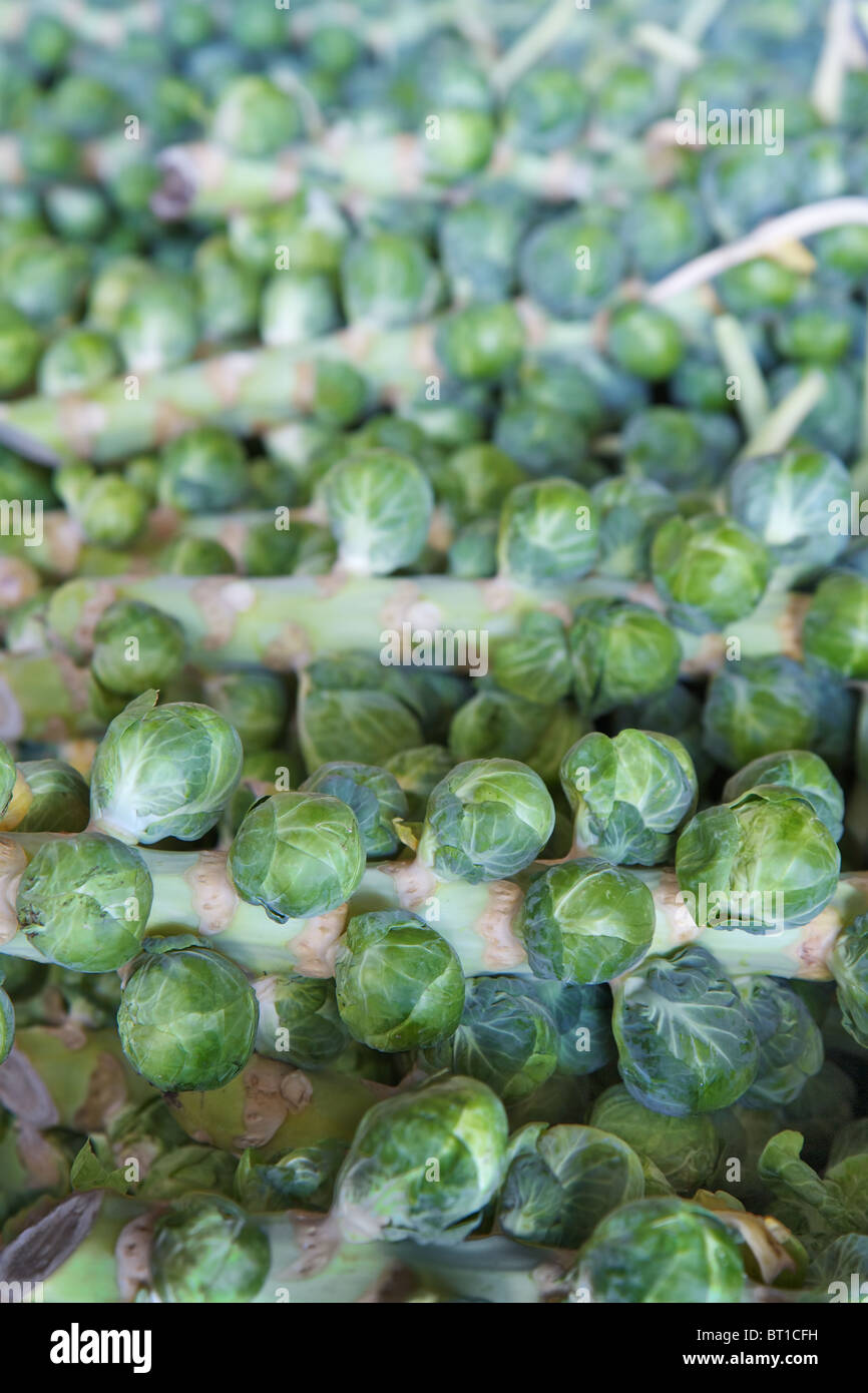 Sprouts brussels market hi-res stock photography and images - Alamy