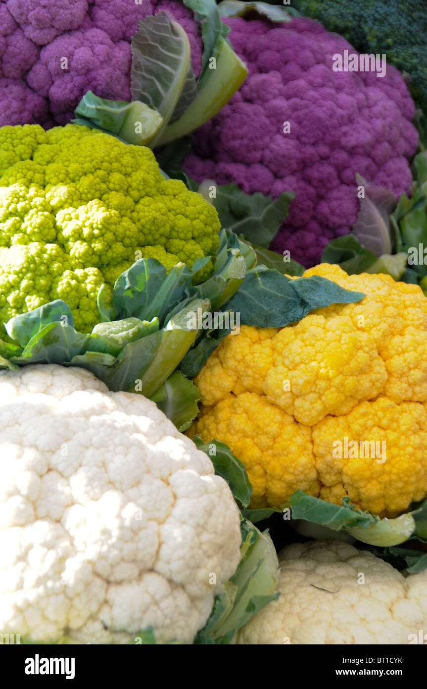 Brassica varieties hi-res stock photography and images - Alamy