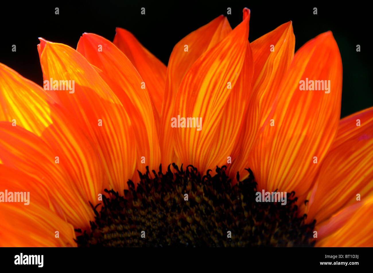Partial View of Sunflower Stock Photo - Alamy