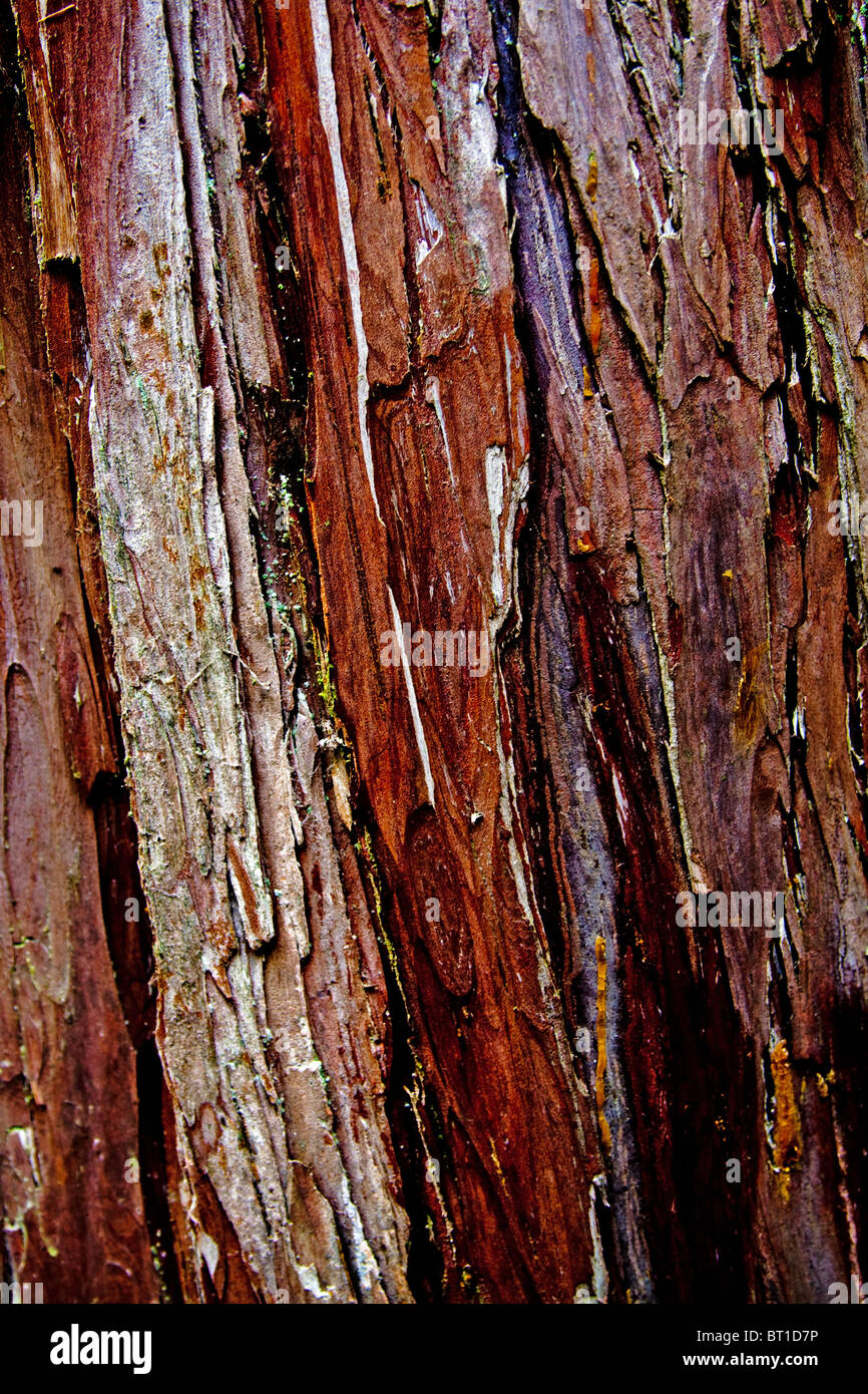Bark on a Tree Trunk Stock Photo - Alamy