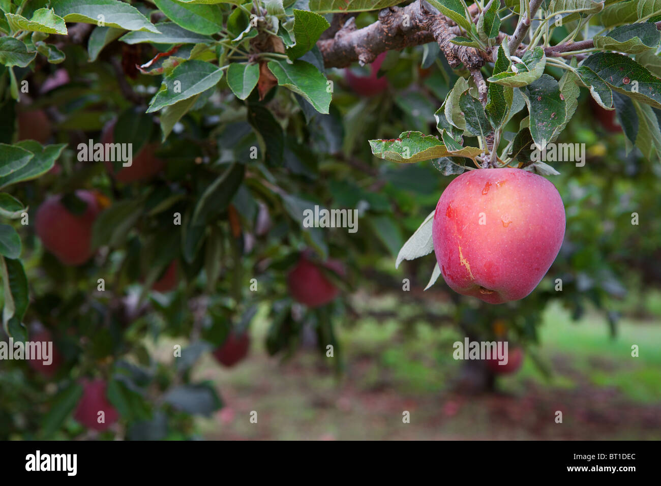 Apple growing on tree single apple hi-res stock photography and images ...
