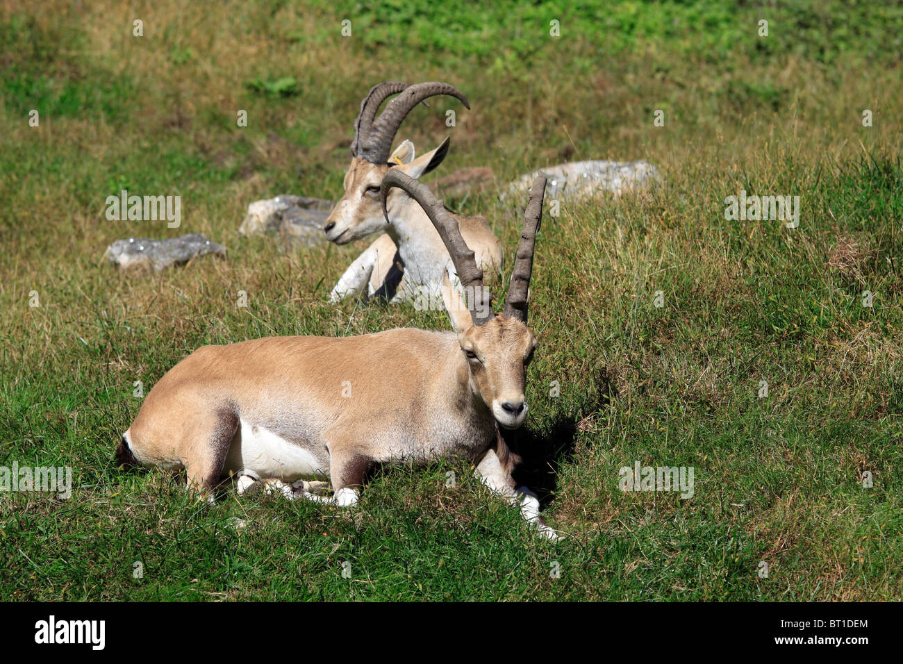 Antelope, Bronx Zoo, New York City Stock Photo - Alamy