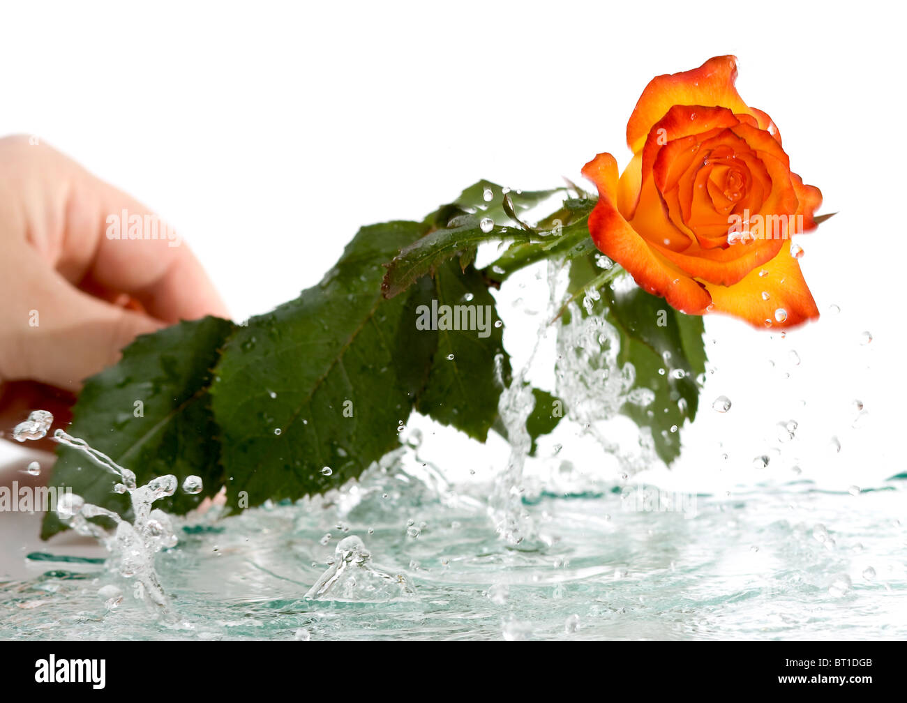hand is Lifting rose from fresh water Stock Photo - Alamy