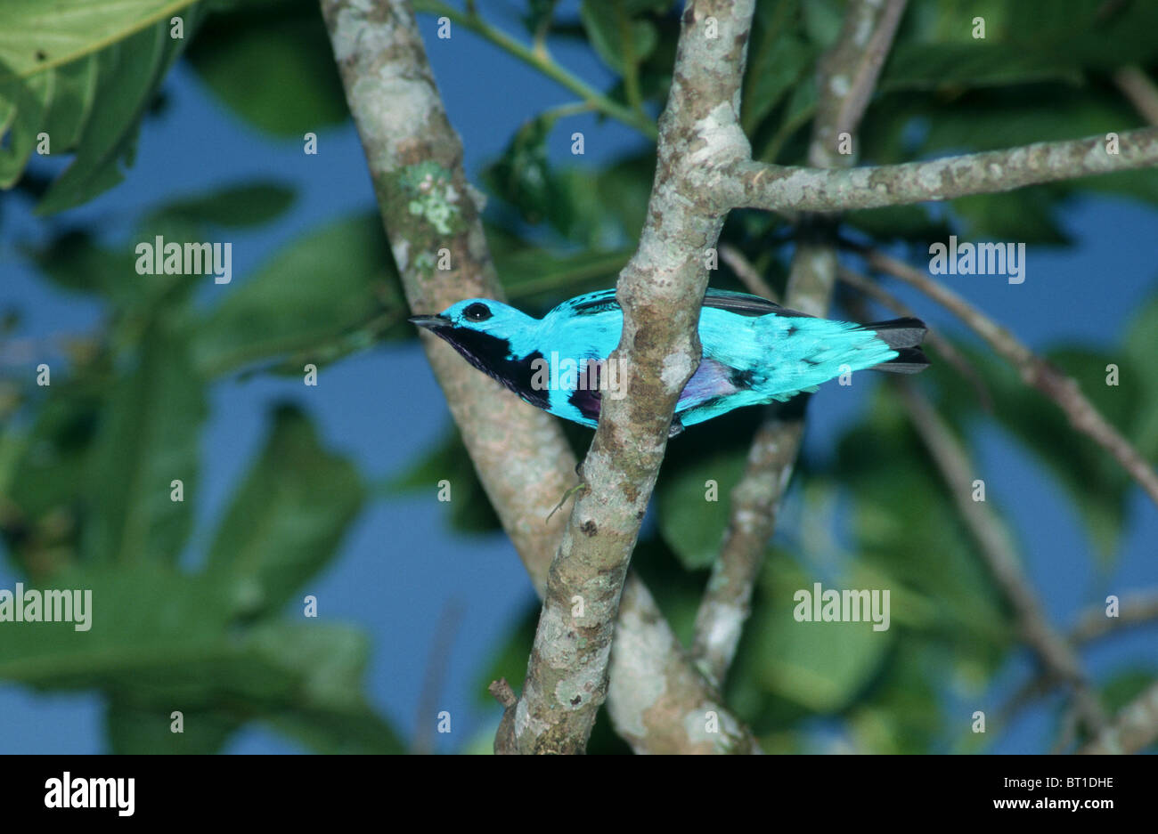 Turquoise cotinga hi-res stock photography and images - Alamy