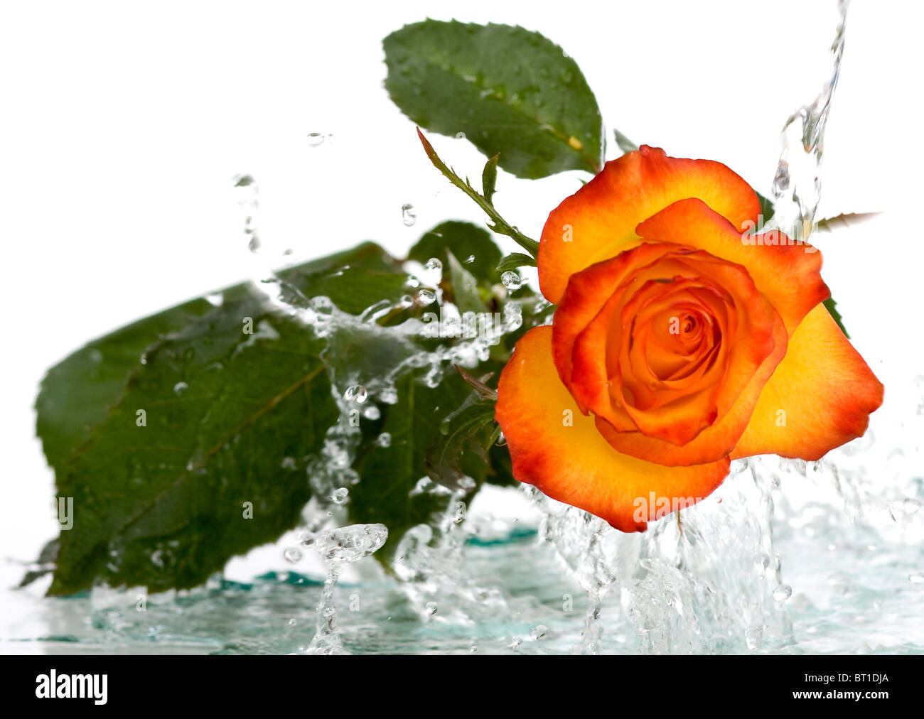 Dropped rose hi-res stock photography and images - Alamy