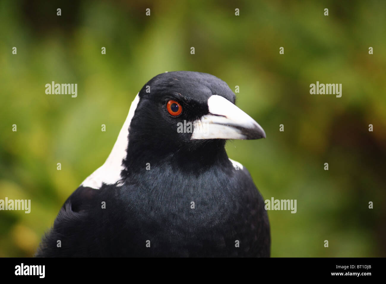 Australian magpie swooping hi-res stock photography and images - Alamy