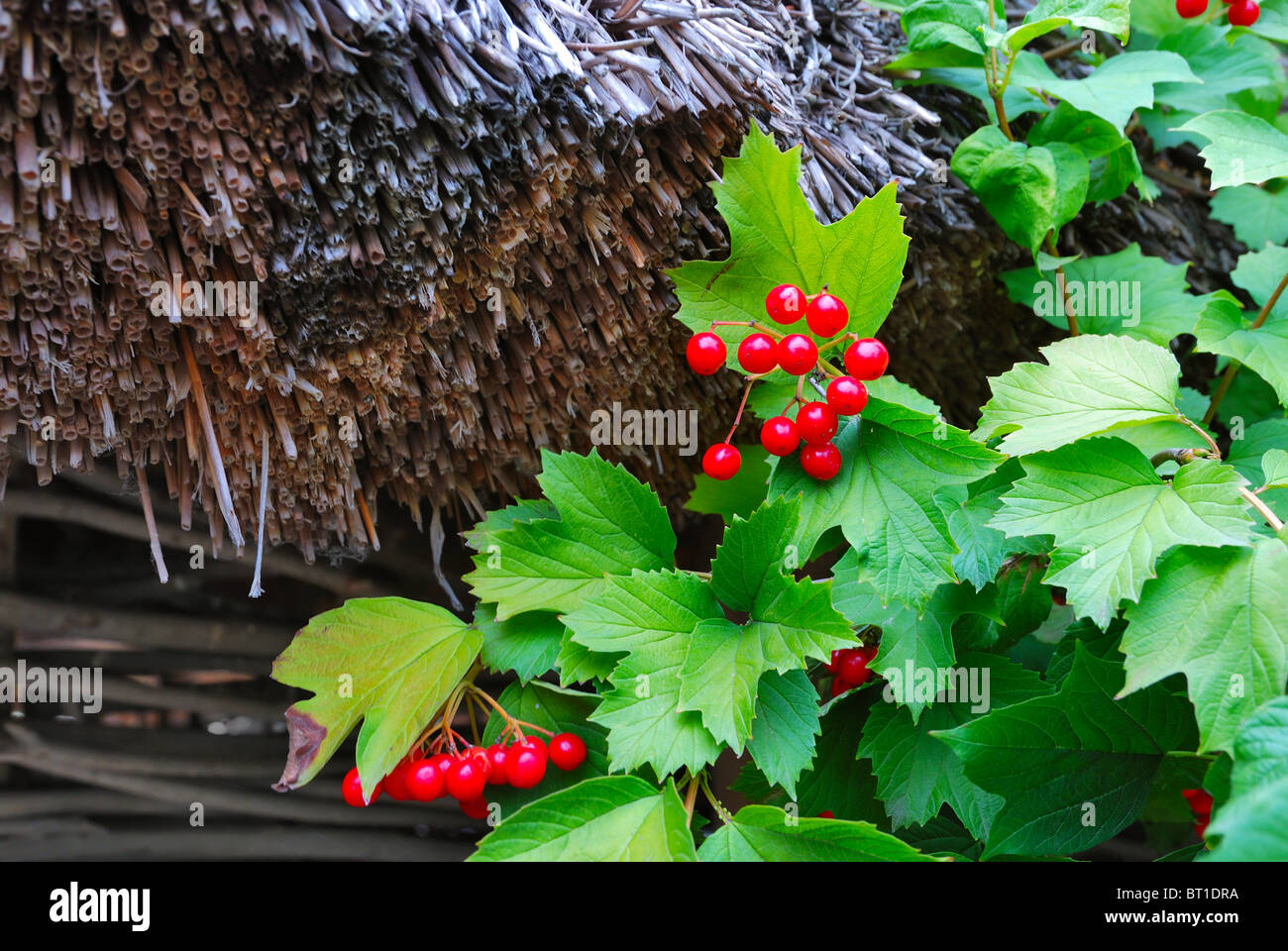 Arrow-wood bush with scarlet clusters near old thatched roof Stock ...