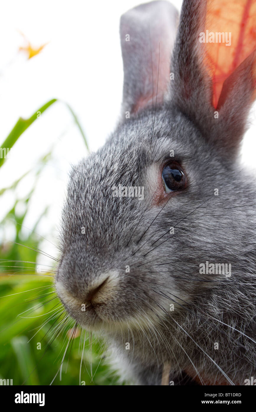 Grey bunny hi-res stock photography and images - Alamy