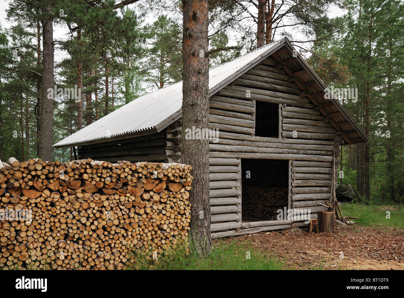 Log shed with firewood in forest Stock Photo - Alamy