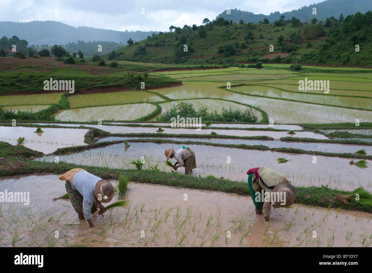 women planting rice shoots in flooded rice paddies. shan hills. myanmar ...