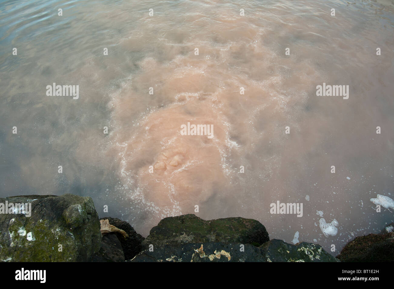 Fishing waste from a fish processing plant being pumped into the sea in ...