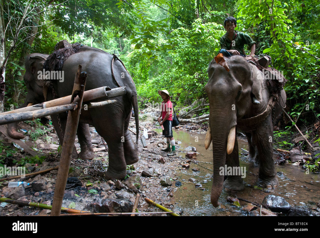 Elephants and Mahouts at Work Pulling Hard Wood Timber in Natural ...