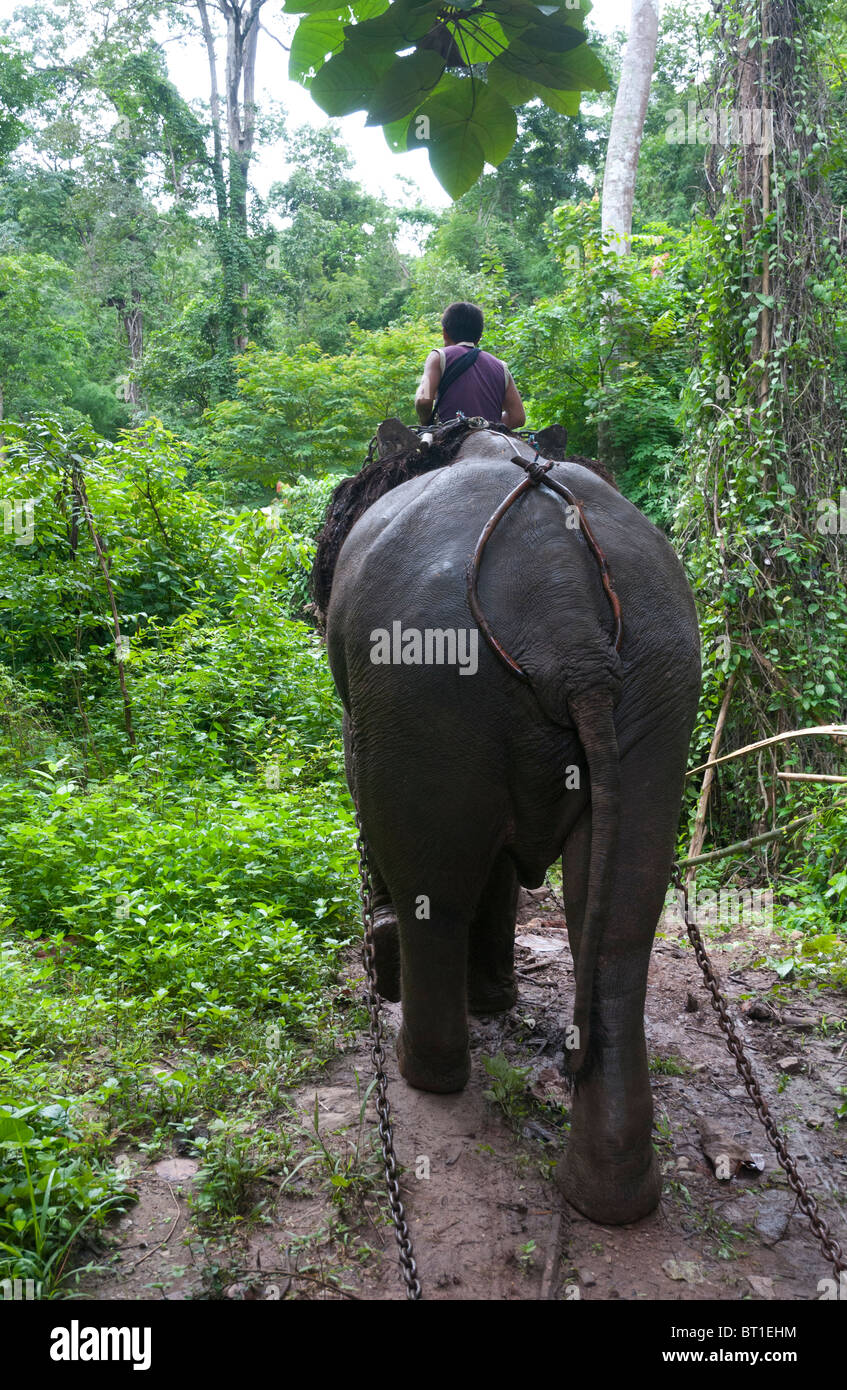 Elephants and Mahouts at Work Pulling Hard Wood Timber in Natural ...