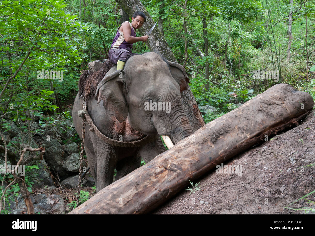 Elephants and Mahouts at Work Pulling Hard Wood Timber in Natural ...