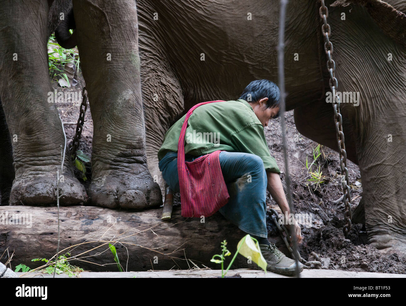 Elephant chain hi-res stock photography and images - Alamy