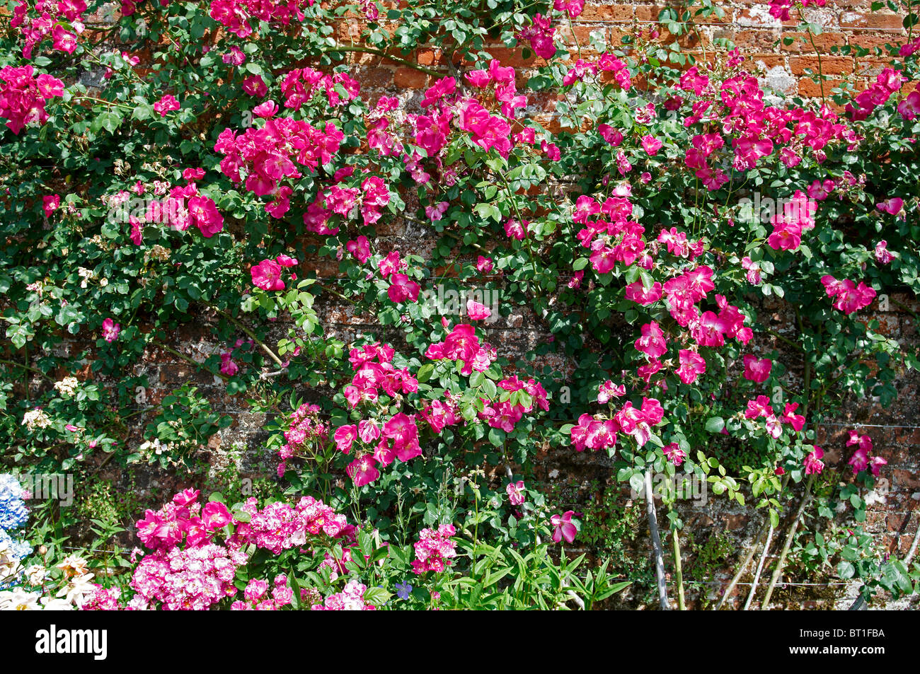 Rambling roses in an English garden in June Stock Photo - Alamy