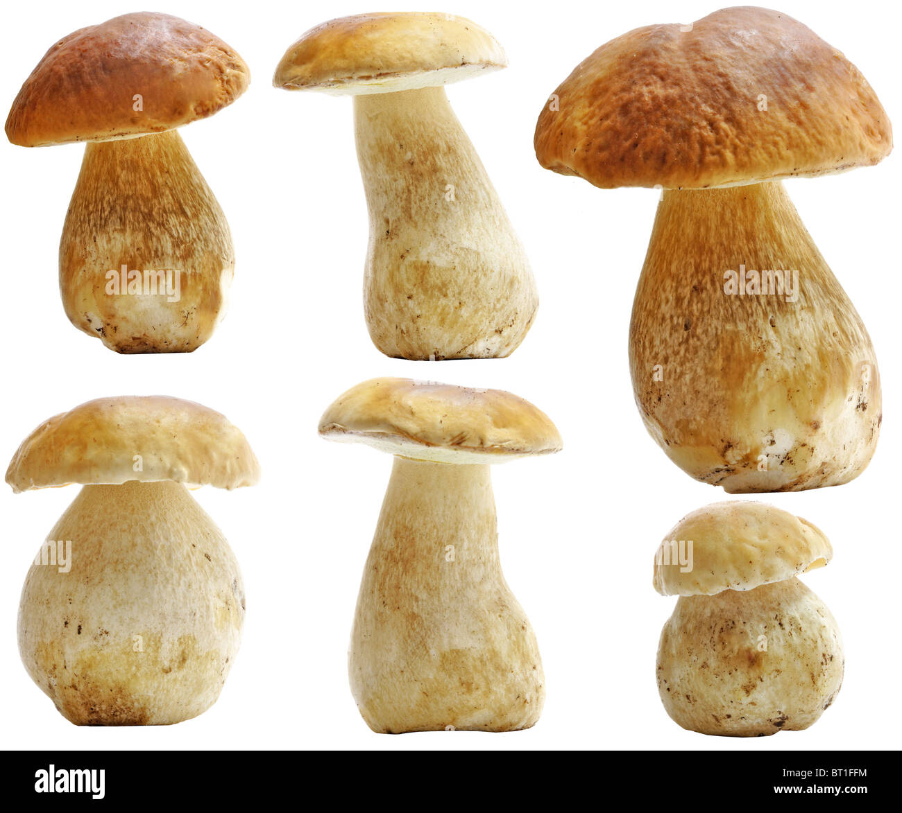 Fresh porcini (Boletus edulis) set isolated over white Stock Photo - Alamy