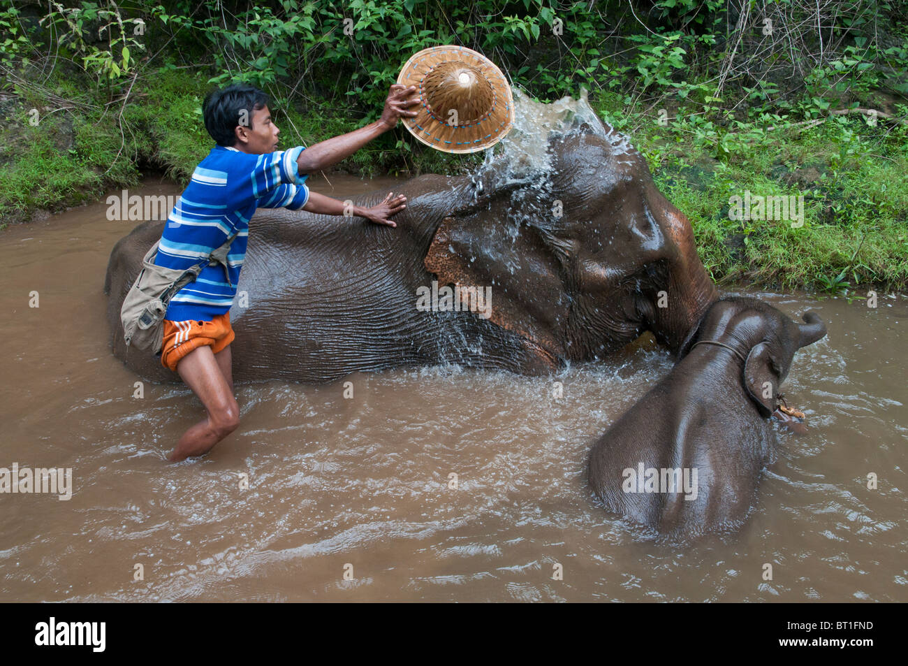 Elephants and Mahouts at Work Pulling Hard Wood Timber in Natural ...