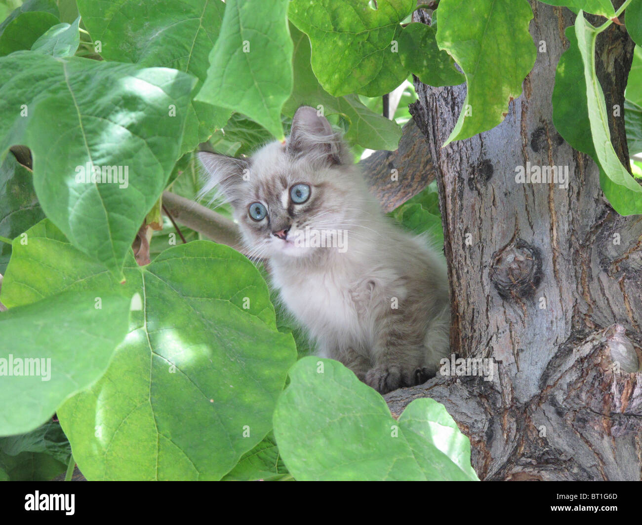 Town cat in a tree Stock Photo - Alamy