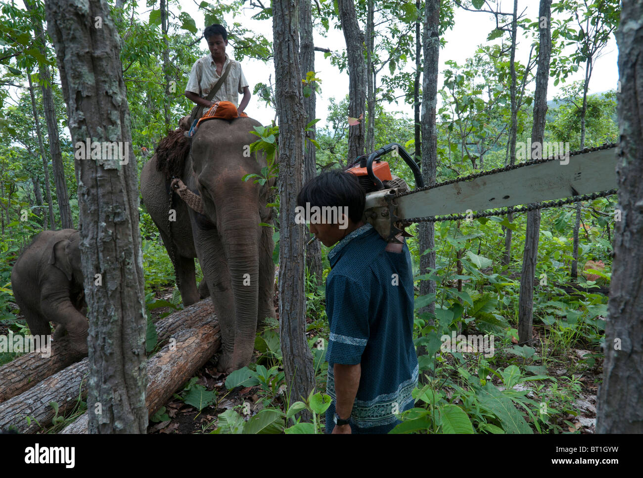 Elephants and Mahouts at Work Pulling Hard Wood Timber in Natural ...