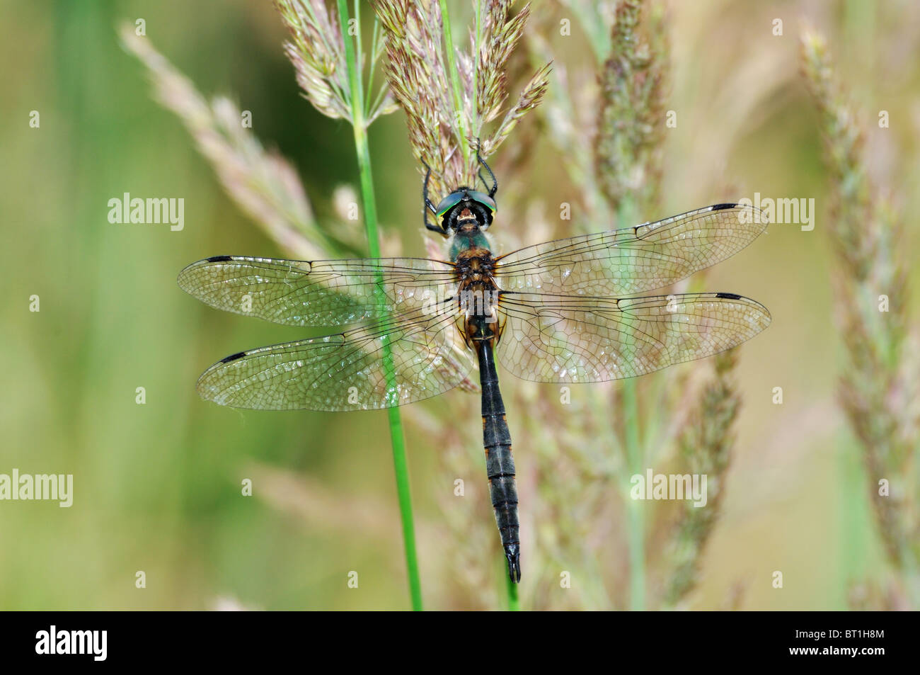 Cordulia aenea dragonfly with green eyes. Common name - Downy Emerald ...