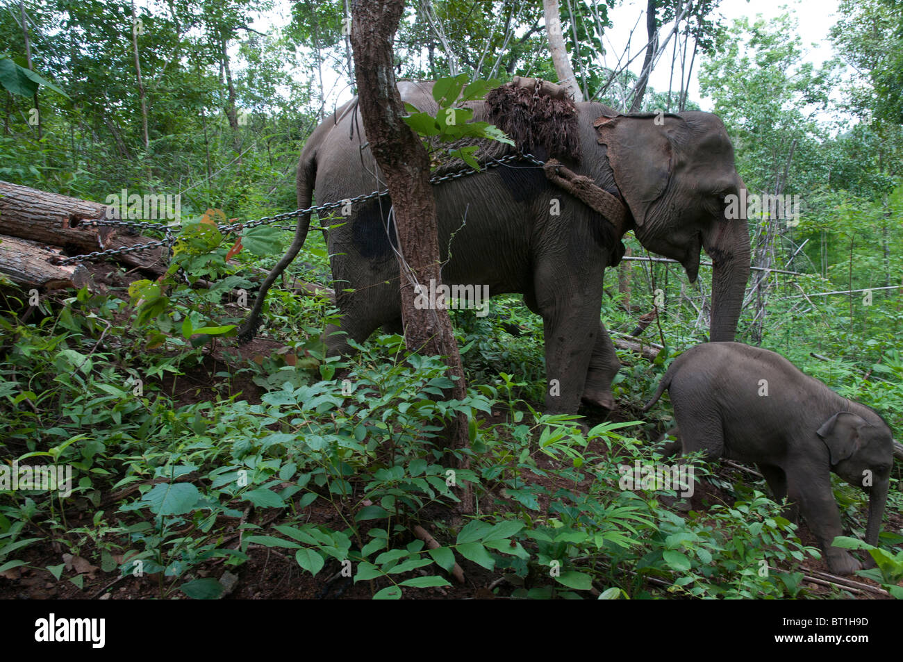 Elephants and Mahouts at Work Pulling Hard Wood Timber in Natural ...