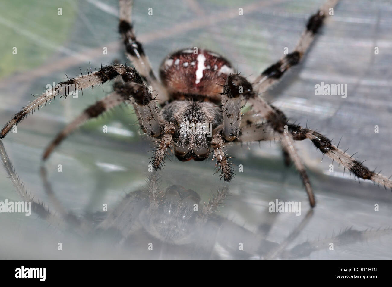Spider face hi-res stock photography and images - Alamy