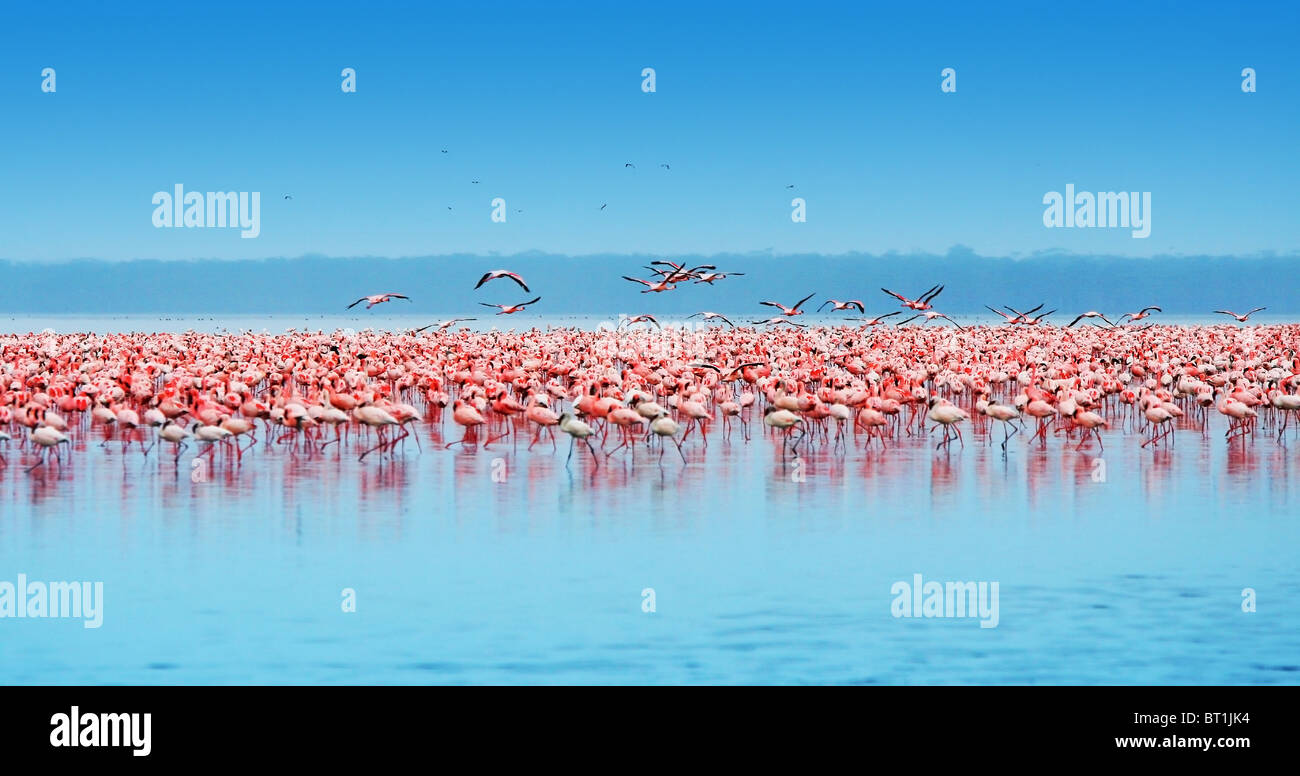 African safari, flamingos in the lake Nakuru, Kenya Stock Photo - Alamy