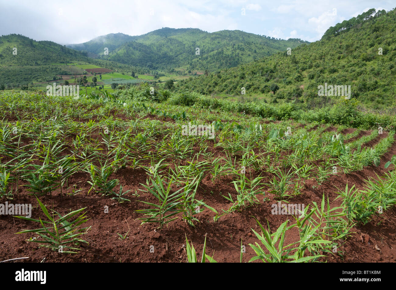 Ginger field hi-res stock photography and images - Alamy