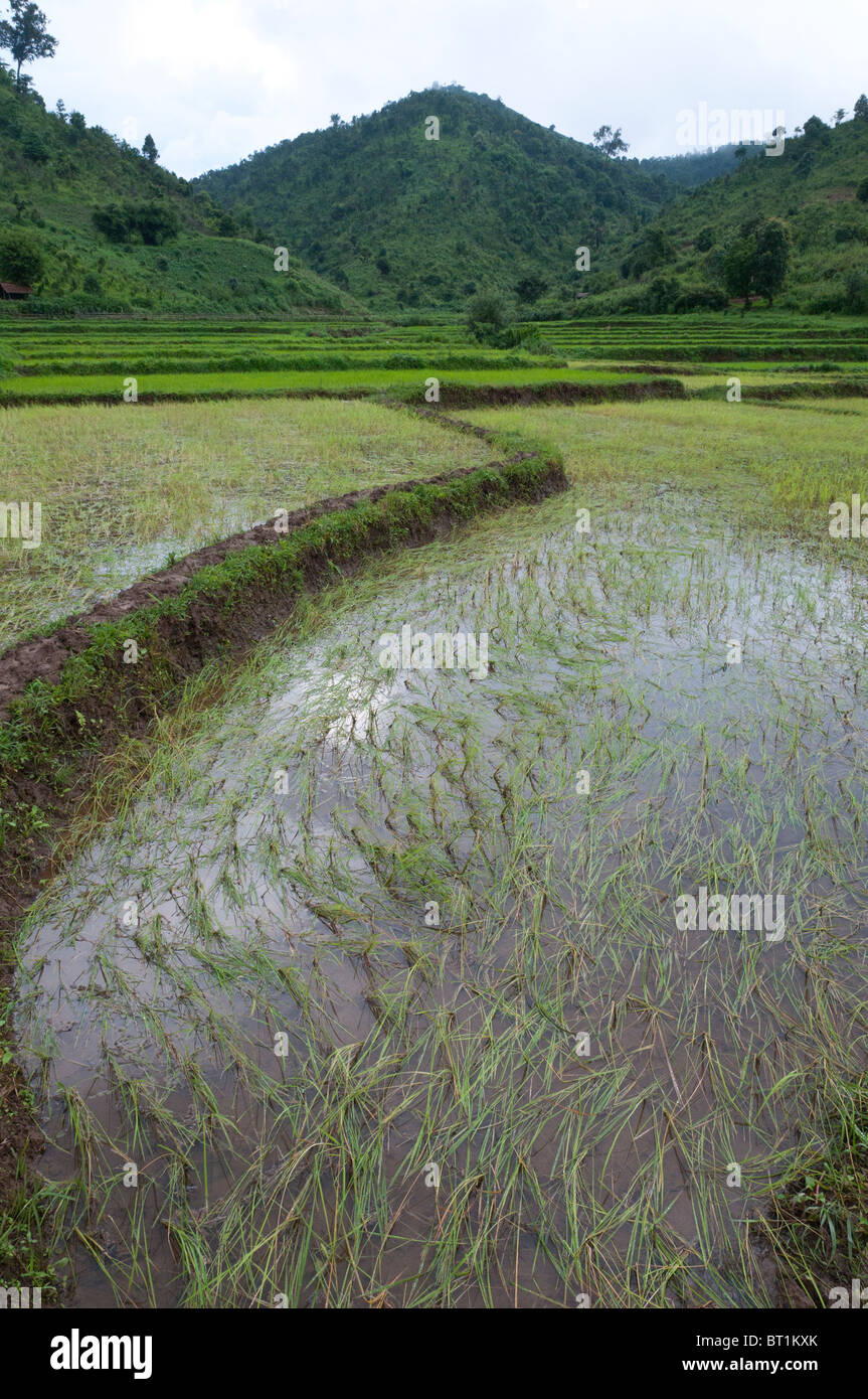rice paddies in hilly landscape. Shan State. Myanmar Stock Photo - Alamy