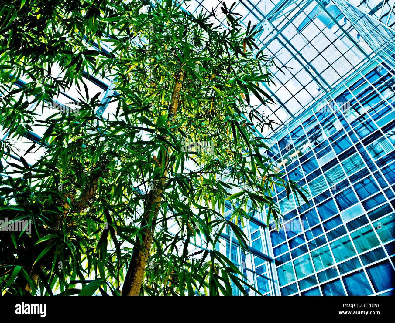 Tree and building in atrium, low angle Stock Photo - Alamy