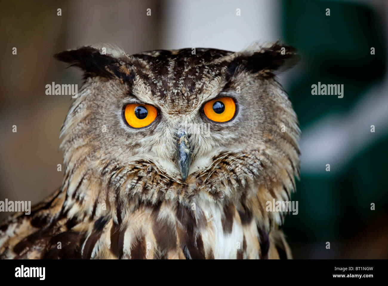 Buho real hi-res stock photography and images - Alamy