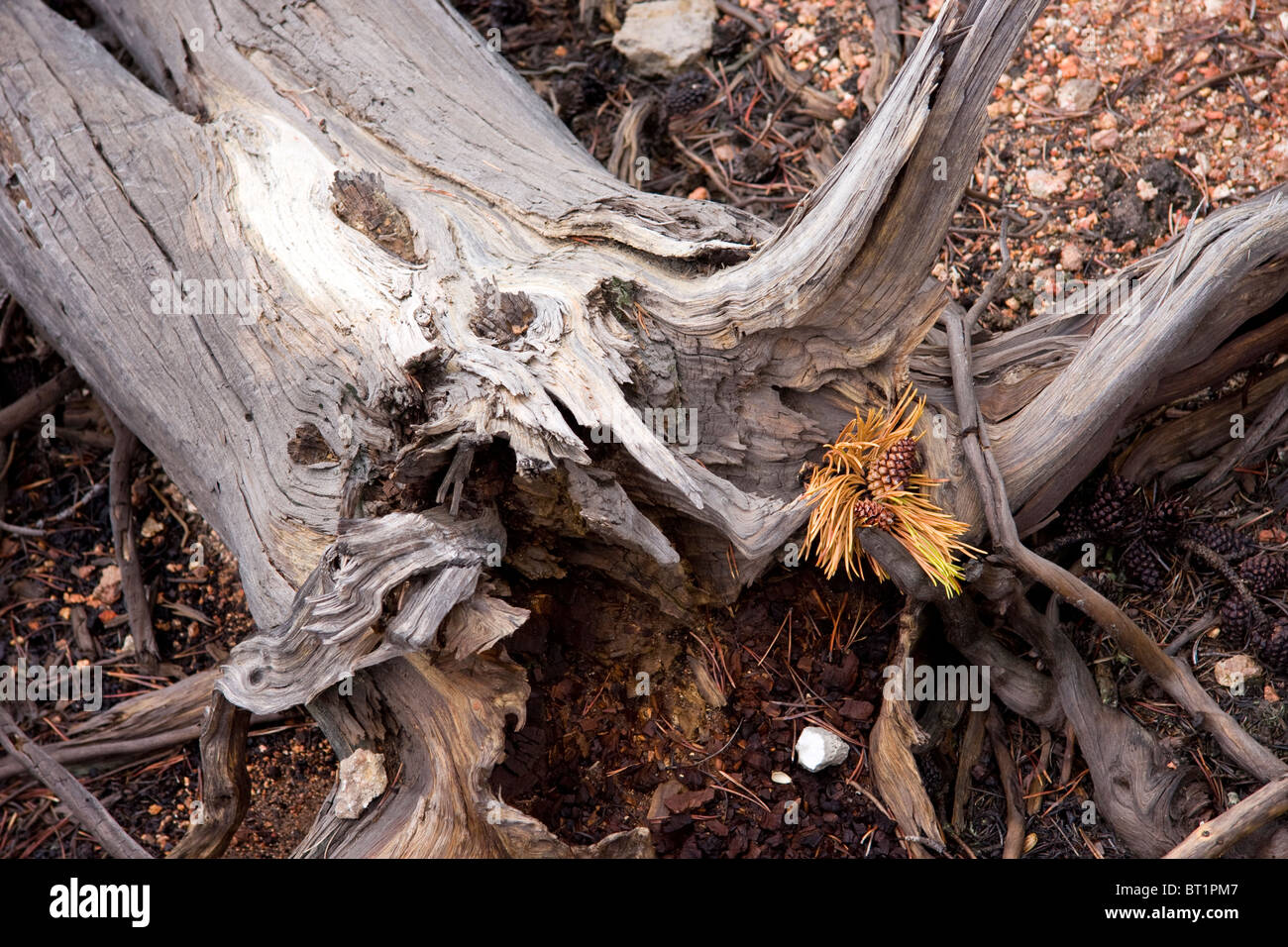 Remains of a dead tree, Norris Geyser Basin, Yellowstone National Park ...