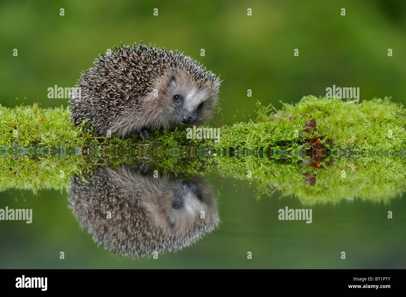 Hedgehog (Erinaceus europaeus) mirrored in a garden pond, Netherlands ...